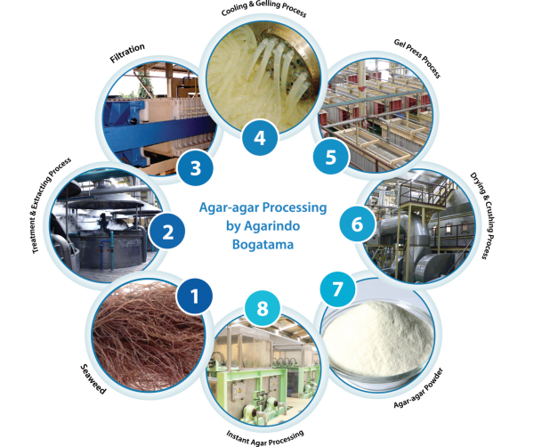 Chain Production - PT Agarindo Bogatama