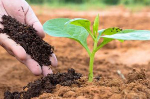 PT Agarindo Bogatama